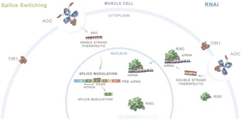Rna干扰药物递送方法的简单梳理 知乎