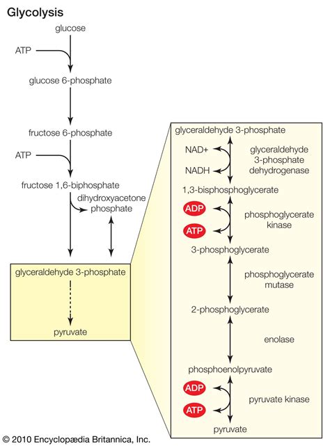 Fermentation Process Diagram