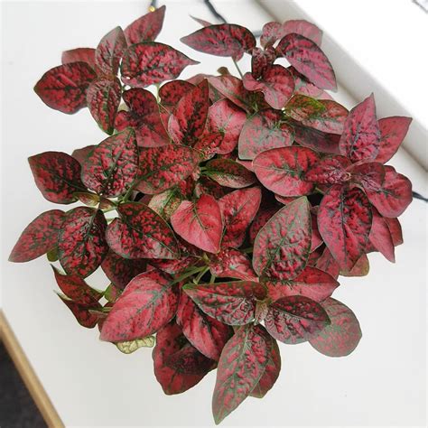 Top 10 Houseplants With Red Leaves Thursd