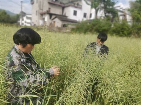 休宁县五城镇深入田间开展油菜测产工作 黄山文明网