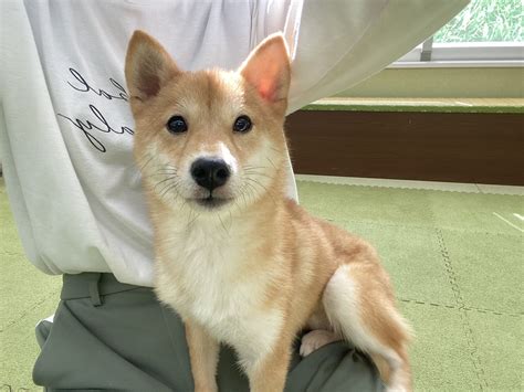 小豆柴の郷 秋葉原 On Twitter 尻尾を振って駆け寄ってくれる姿 なーんてかわいいのでしょう💕 常に愛嬌を振りまいて 楽しそうな