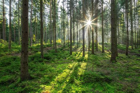 Top 10 des plus belles forêts de France Explorez