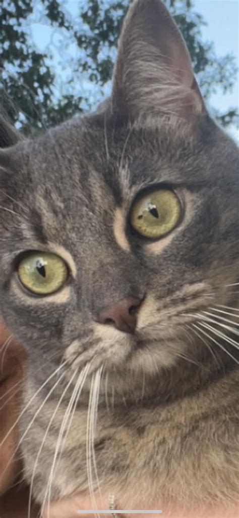 Black Dot On Cats Iris Rcatcare