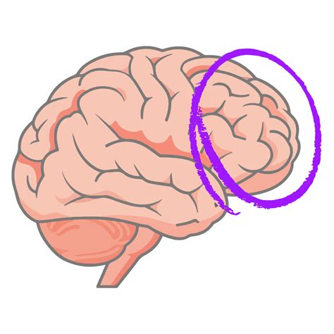 The Prefrontal Cortex And Amygdala Nurse Sarah Barker