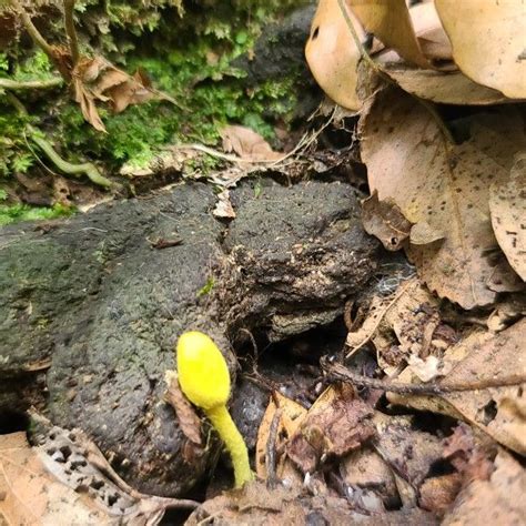 여우꽃각시버섯