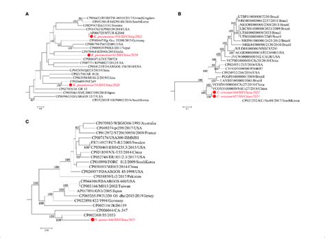 Maximum Likelihood Phylogenetic Trees Of Three Bacterial Pathogens