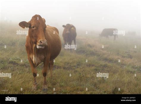 Cows Grazing In The Early Morning Mist In The Kamberg Valley In South