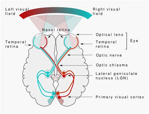More Than Meets The Eye Visual Cortex Convolutional Neural Network Hd Png Download Kindpng