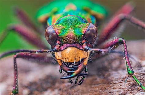 670 Kumbang Macan Foto Foto Stok Potret And Gambar Bebas Royalti Istock