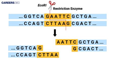 Differences Between Restriction Endonuclease And Exonuclease Tabular