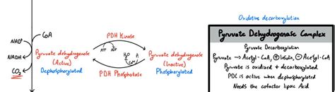 Complete Mcat And Biochem Metabolic Pathway Review Notes Etsy