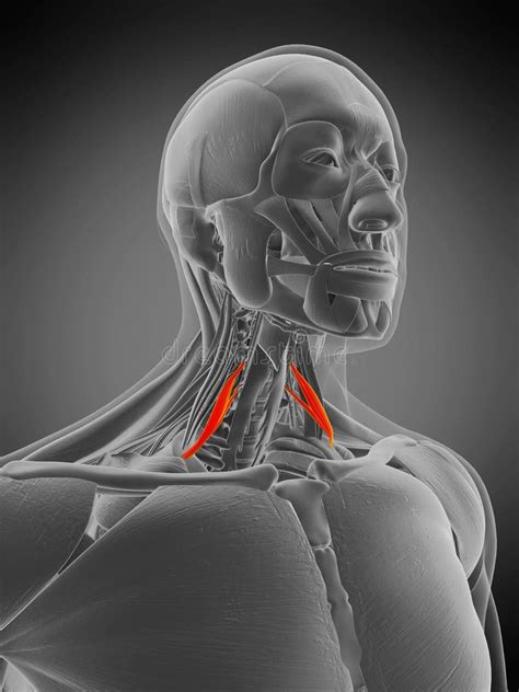 Scalene Muscle Stock Illustrations 142 Scalene Muscle Stock