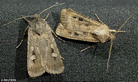 Do Moths Bite Pictures Photos