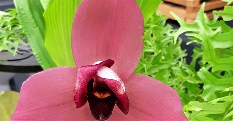 Cultivo De Orquideas Del Genero Lycastes