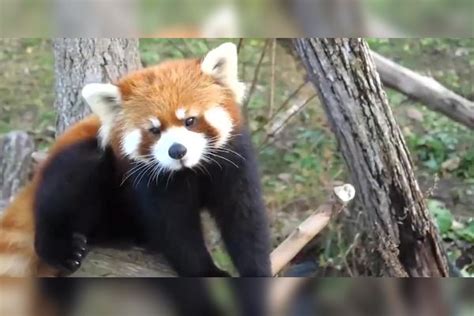 小浣熊第一次看见小熊猫，下一秒憋住别笑小浣熊小熊猫