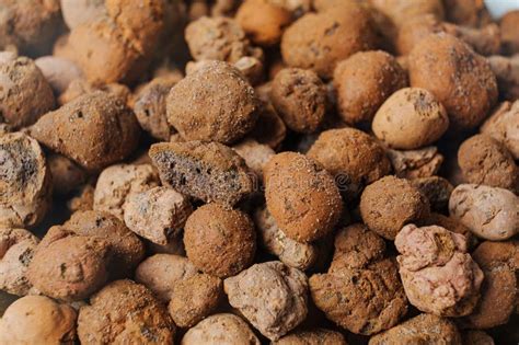 Expanded Clay Small Lumps Of Clay Used In Construction And For Growing