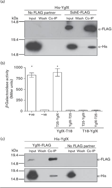 Figure 1 From Ygfx Cpta Is A Multimeric Membrane Protein That