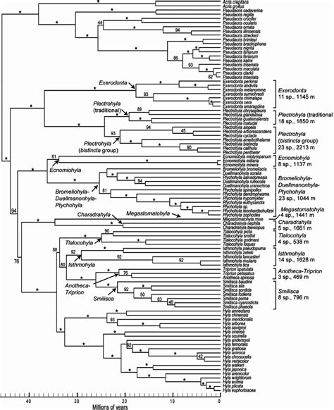 Phylogeny And Divergence Date Estimates Chronogram For The Middle Download Scientific Diagram