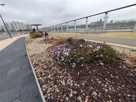 세종시 금강 보행교에도 찾아온 봄