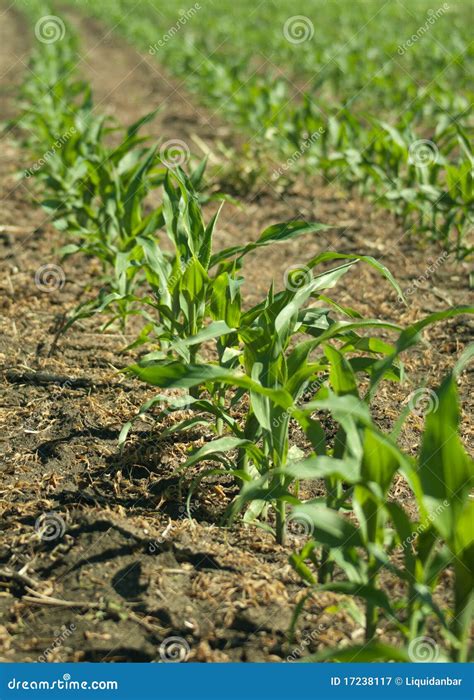 Corn Seedlings Stock Image Image Of Young Grain Color 17238117