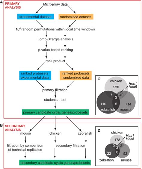 Segmentation Clock Pathway Semantic Scholar