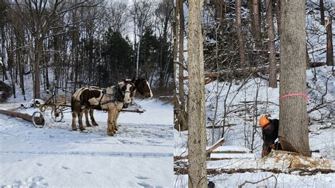 Timber Harvest Were Excited To Share Our Days With You — Moe Lalonde