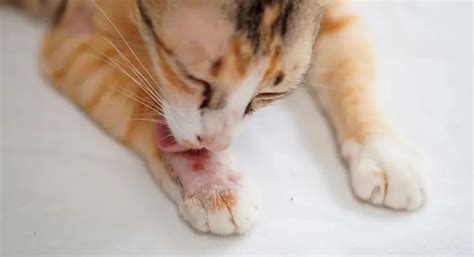 Cómo curar heridas en gatos para el cuidado de tu felino Mascotas y Animales
