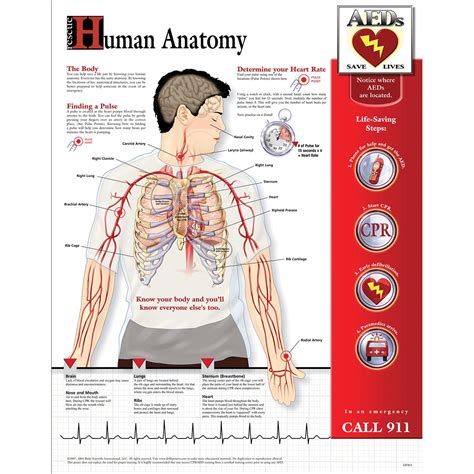 Human Bone Anatomy Chart Making The Ordinary Extraordinary Brief Illustration Anatomy