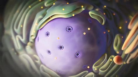 Meiosis Background Images Hd Pictures And Wallpaper For Free Download