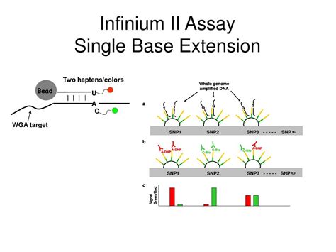 Ppt Overview Of Snp Genotyping Debbie Nickerson Department Of Genome Sciences University Of