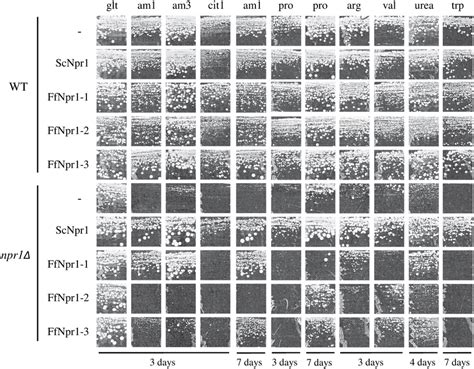 Cross Species Complementation Of The S Cerevisiae Npr1Δ Mutant With F