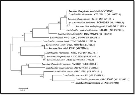Phylogenetic Tree Of The Vaginally Derived Lactobacillus Isolates Based