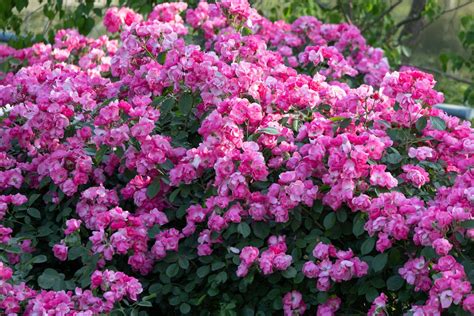 Rose Bushes For Landscaping Choosing And Care Tips
