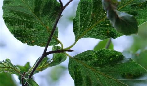Beech Leaf Disease Causes Prevention And Treatment Options In The Hudson Valley Ny Hill
