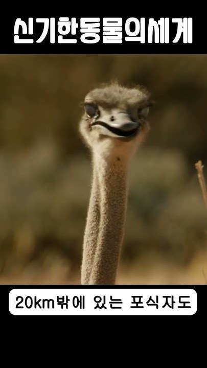 세상에서 가장 큰 새 타조 Youtube