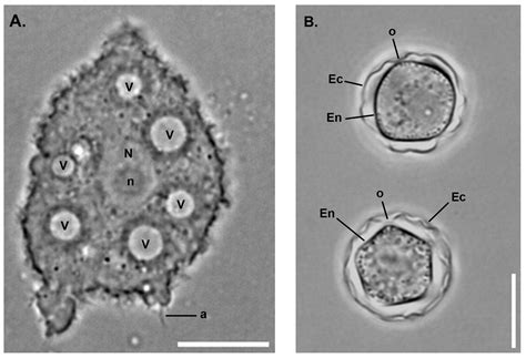 Acanthamoeba Trophozoite