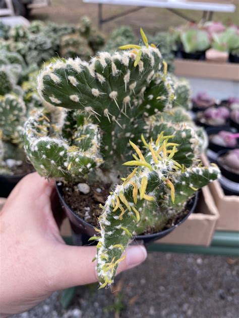 Cactus Crested Eves Needle Opuntia Subulata Crest 4” Pot Live Pl Plantly