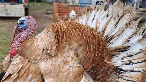 Goodbye Chookies For Now Visits To Local Farms Moving