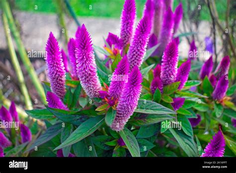 Bright Purple Cockscomb Celosia Caracas Flowers On A Bed Of Green