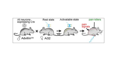 Optogenetic Activation Of Peripheral Somatosensory Neurons In