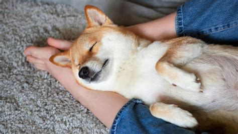 Why Does My Dog Sleep In Between My Legs Wewantdogs