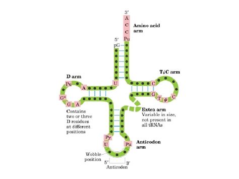 Genomas Contenido De Genes Estructura De Un Gen