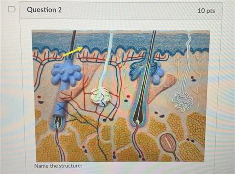 Solved Question Pts Name The Structure Chegg