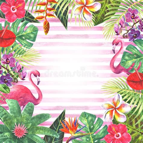 Cadre Rose De Plantes Tropicales De Flamant Illustration Stock Illustration Du Place Trame
