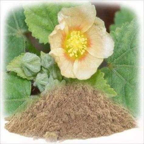 Sida Cordifolia Extract At Best Price In Surat By Maxgreen Biomolecules Llp Id 2854290961533
