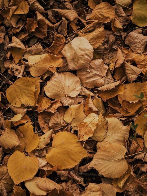 Autumn Фотографии тени Осенние листья Листья