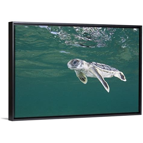 Australian Flatback Sea Turtle Multi Overstock
