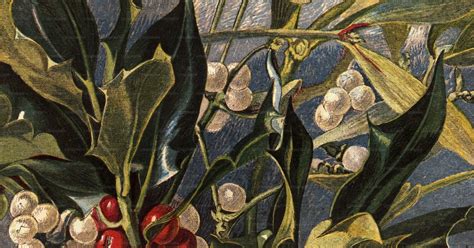 1890년경 홀리 베리와 겨우살이 레이튼 브라더스 사진 제공 헐튼 아카이브게티 이미지 사진 Unsplash의 홀리 베리 이미지