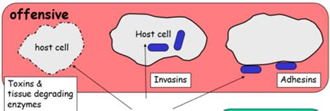 Biol 243 Lecture 4 Invasion Flashcards Quizlet