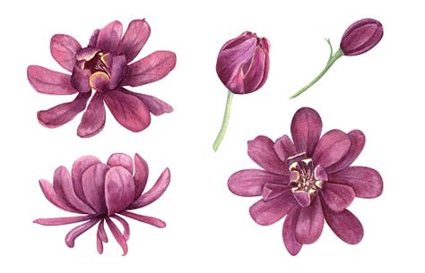 수채화 향기로운 퍼플 플라워 컬렉션 캐롤라이나 피망 또는 Calycanthus 달콤한 관목 약용 식물 스파이스 부시 딸기 관목